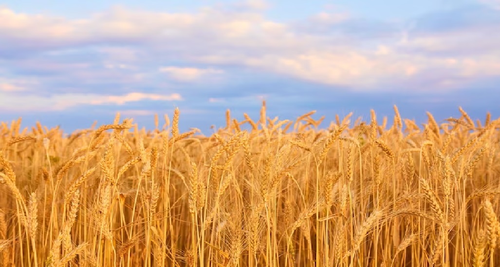 Igrain Posts